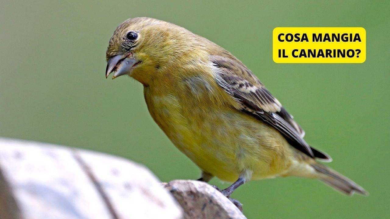 Cosa mangia il canarino? Ecco l'alimentazione corretta