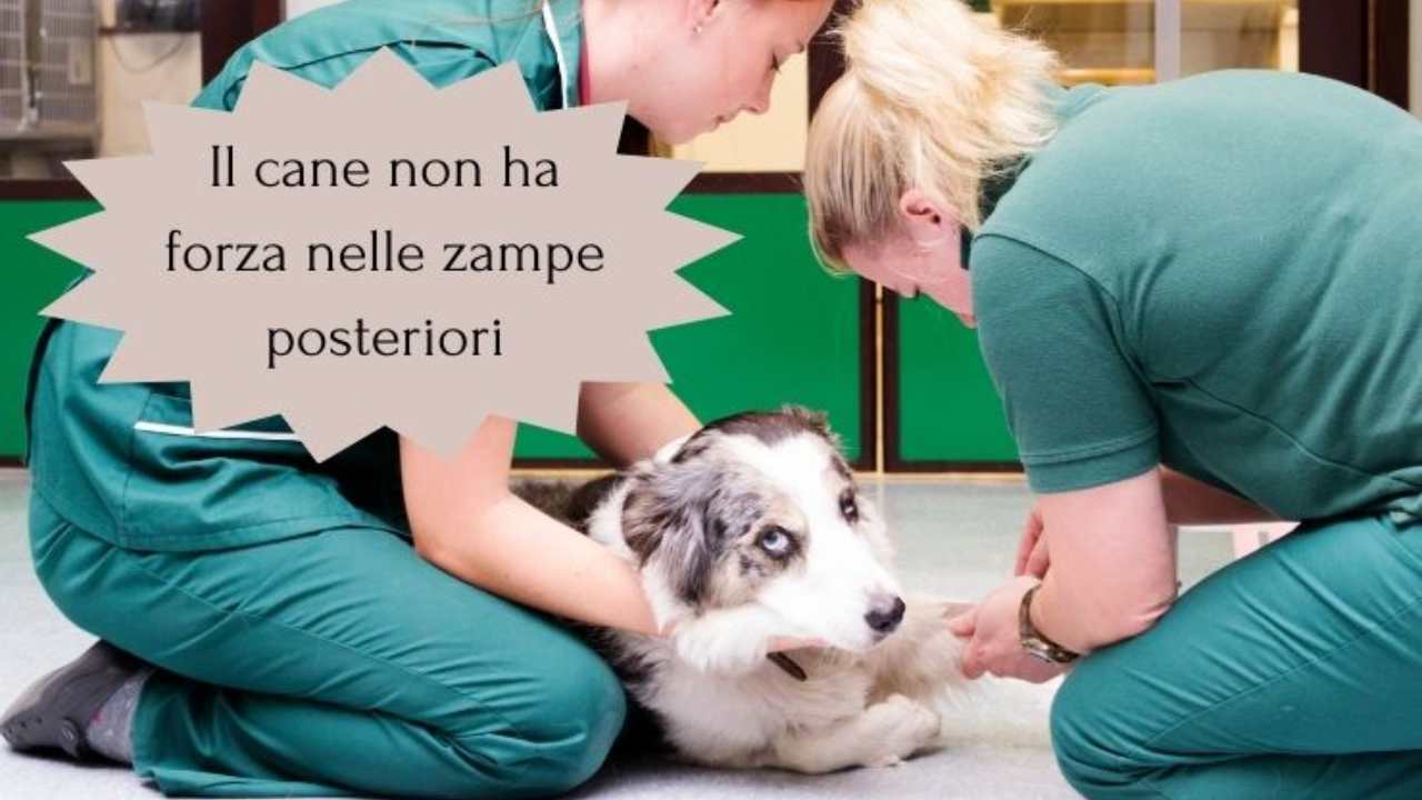 Il cane non ha forza nelle zampe posteriori: cosa succede e cosa fare
