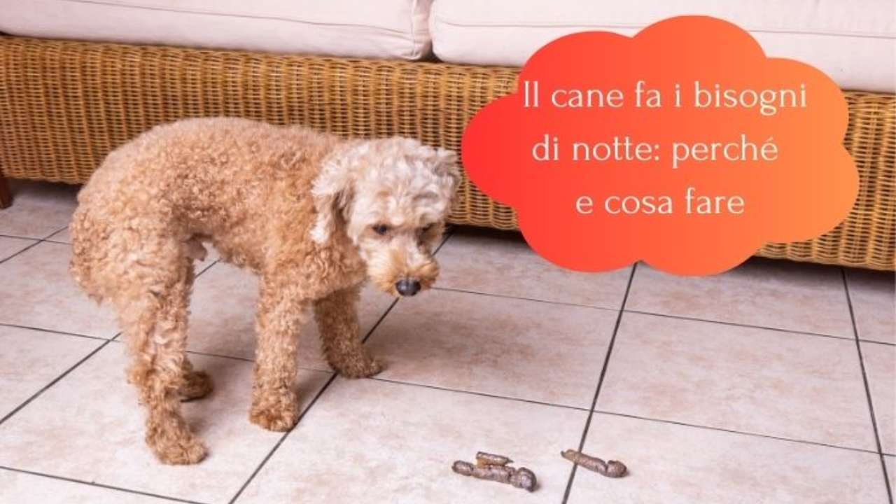 Il cane fa i bisogni di notte: come evitarlo e creare una routine ...
