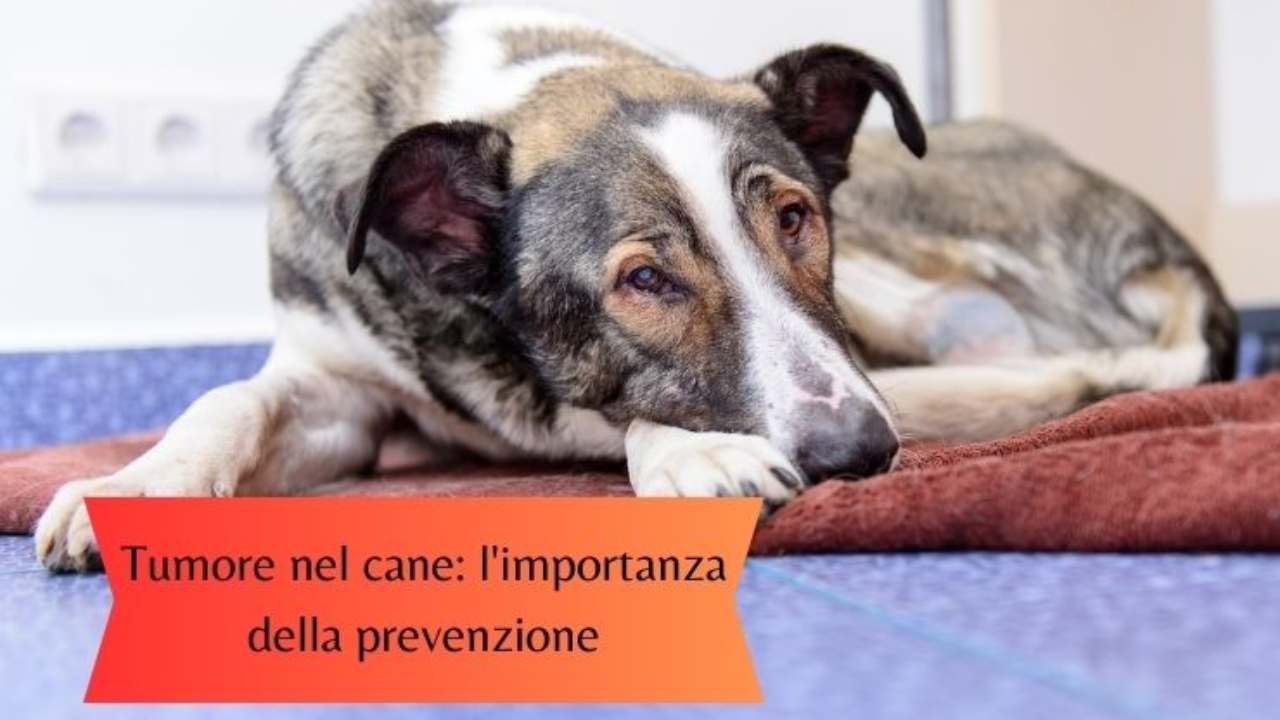 Tumore nel cane, la prevenzione può salvarlo: alimentazione e consigli