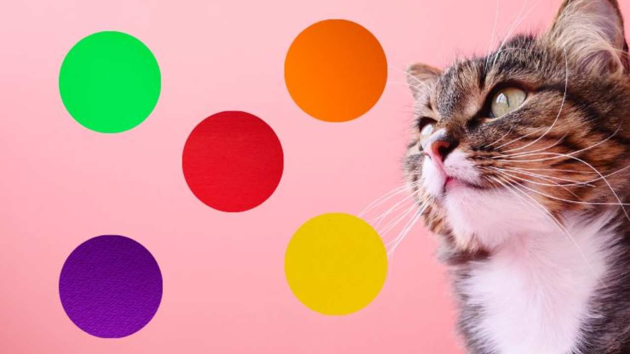 Anche i gatti hanno i loro colori preferiti: ecco quali, secondo la scienza