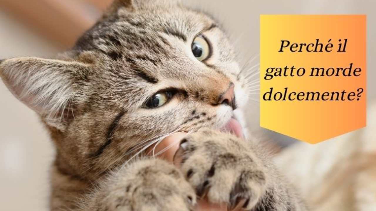 Gatto che morde dolcemente: sembra innocuo ma devi sapere perché lo fa