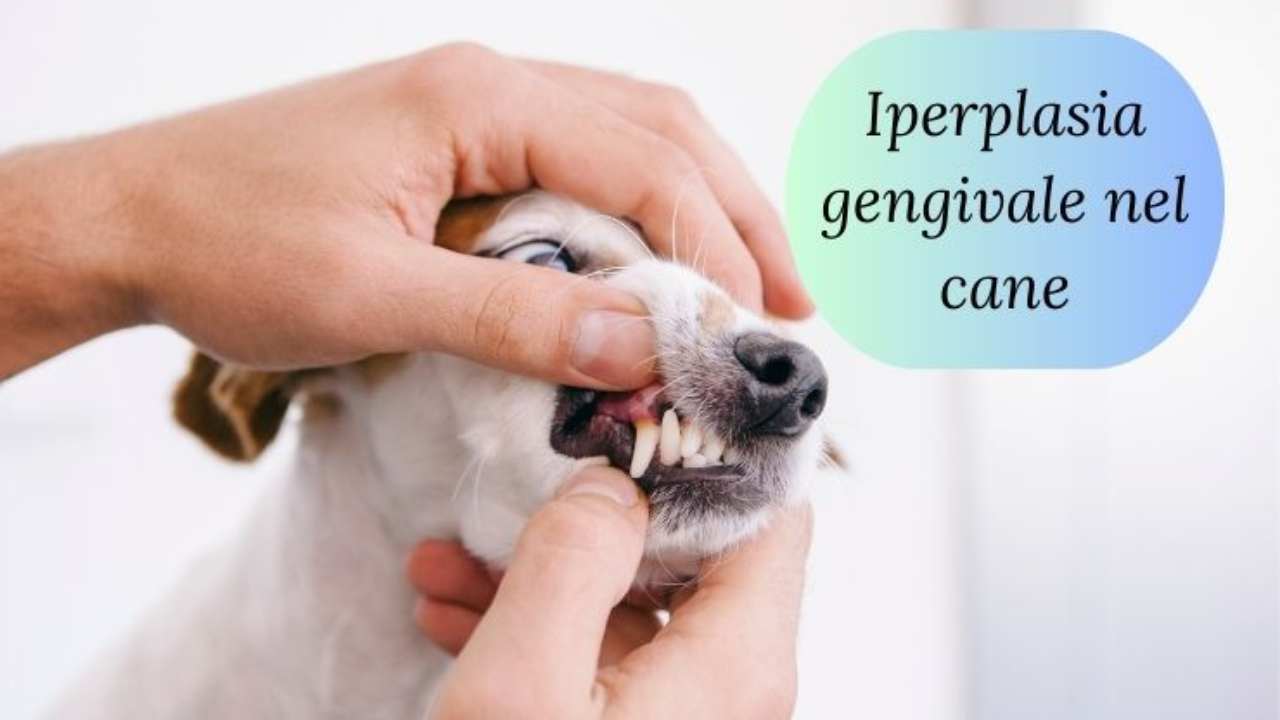 Iperplasia gengivale nel cane: di cosa si tratta e quali sono i sintomi