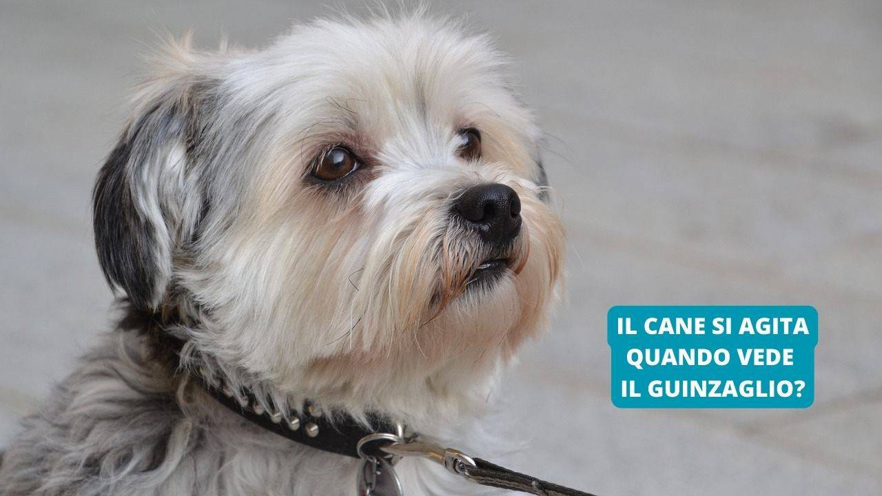 Il mio cane si agita ogni volta che prendo il guinzaglio: perché?