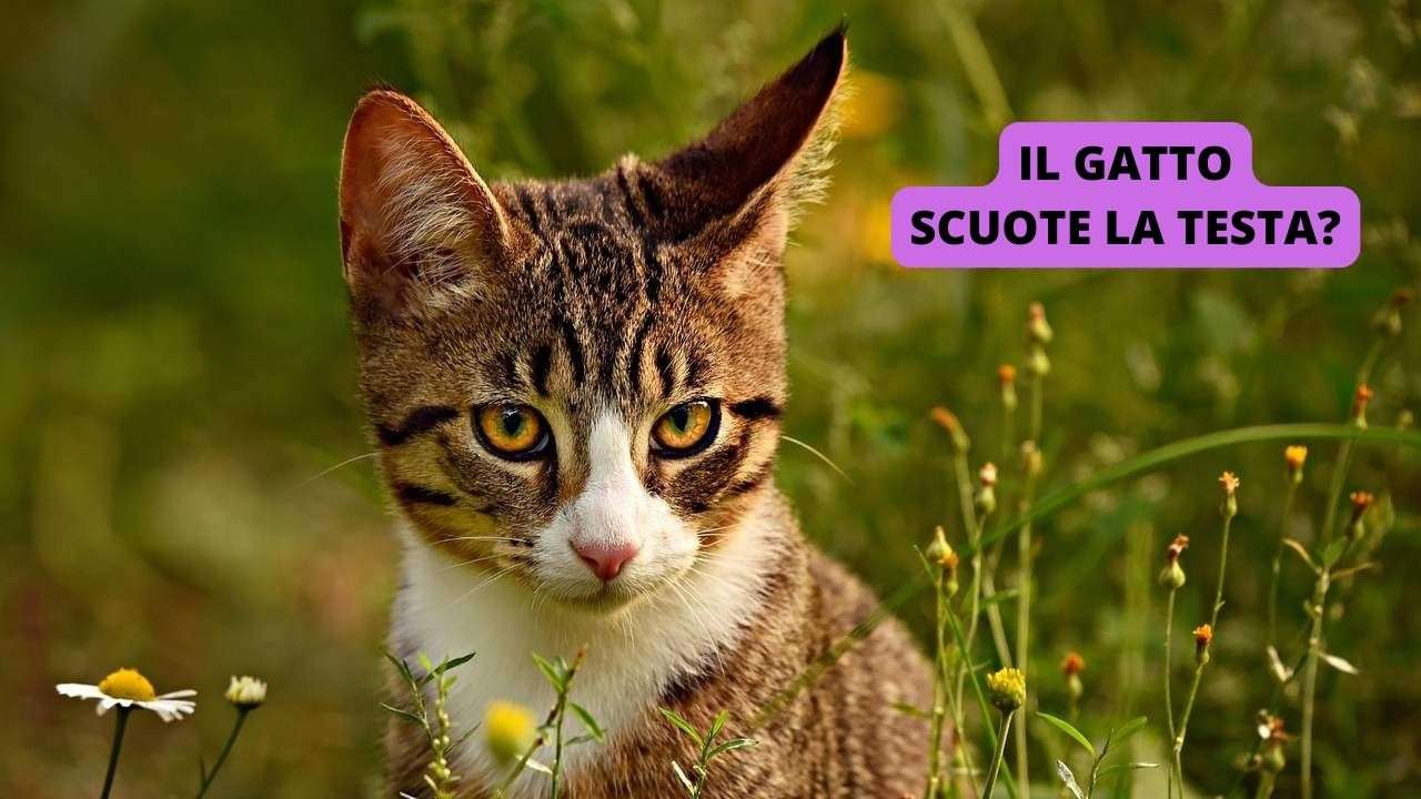 Il gatto scuote la testa? Individua la causa, potrebbe avere un problema