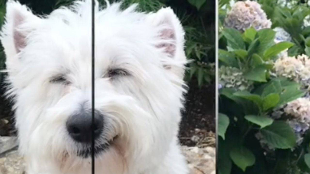 Hugo visita per l'ultima volta il suo parco preferito: straziante l ...