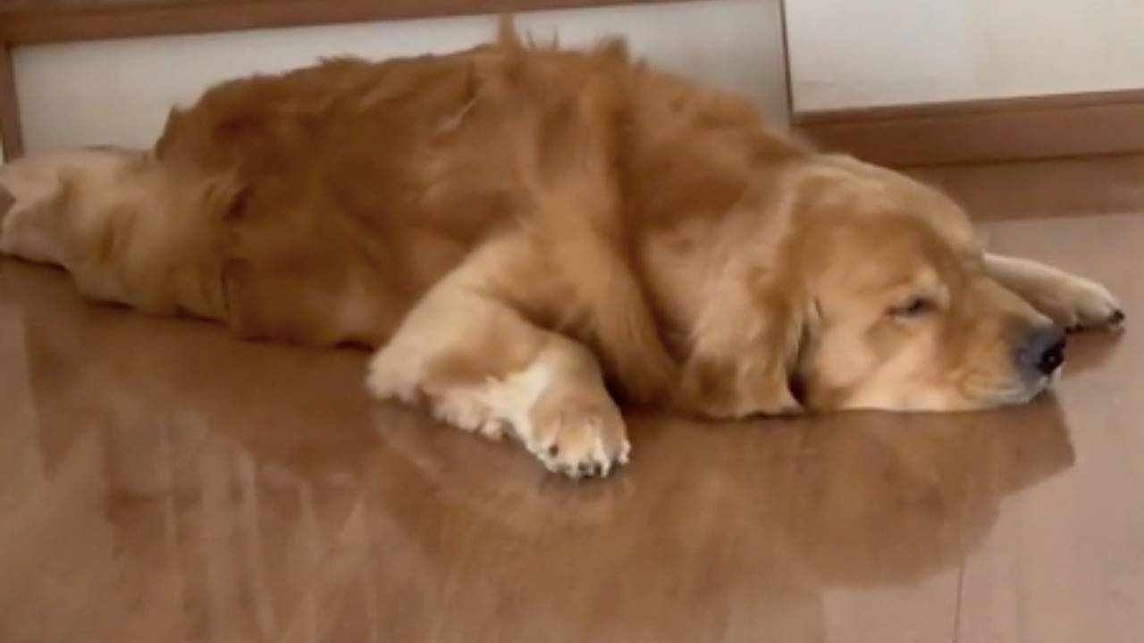 Il cane Choi ama a tal punto il pianoforte da crearne uno suo: incredibile