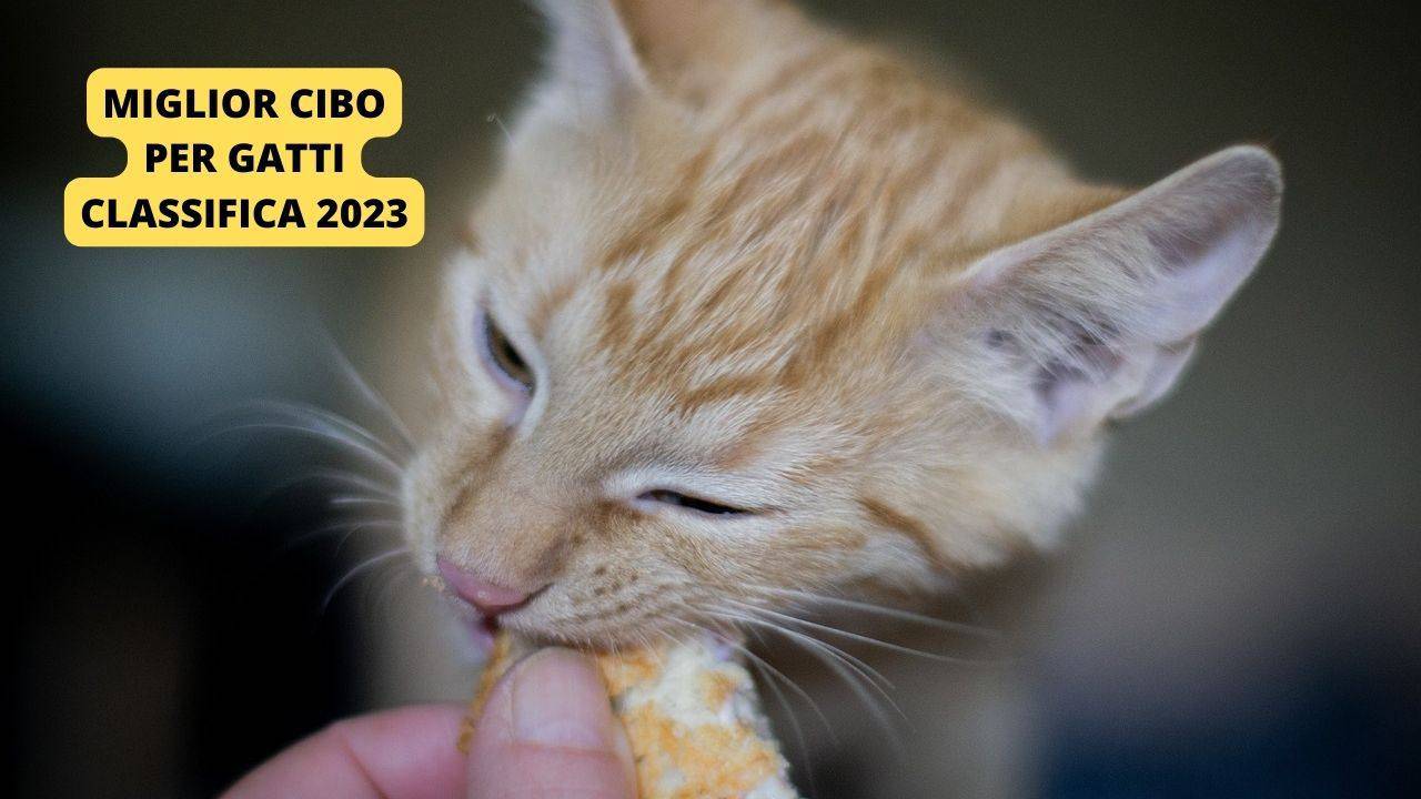 Il miglior cibo per gatti da acquistare: classifica 2023 Altroconsumo