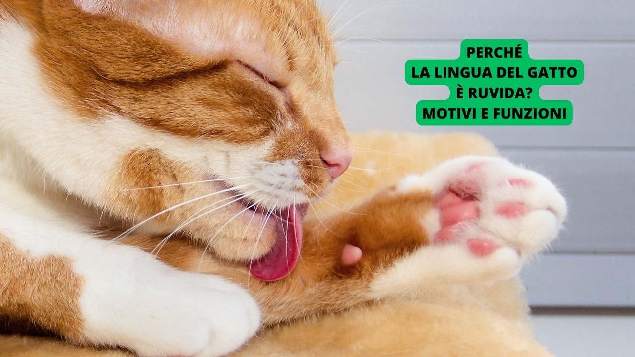 La lingua del gatto è ruvida: sei sicuro di sapere perché? Motivi e ...