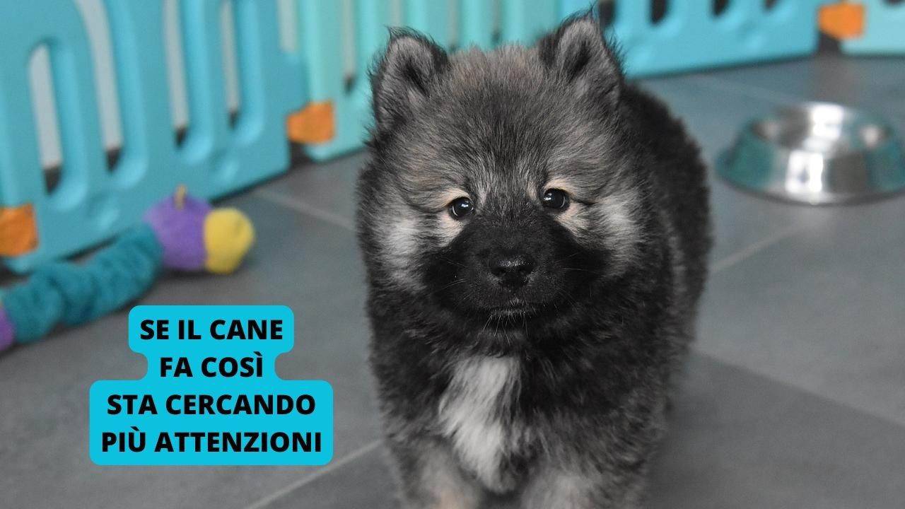 Il tuo cane fa così? Forse sta cercando di dirti che vorrebbe più ...