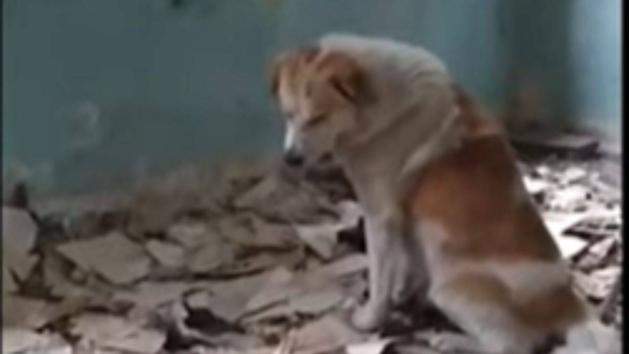 Cane fedele continua a aspettare in casa distrutta che tornino a prenderlo