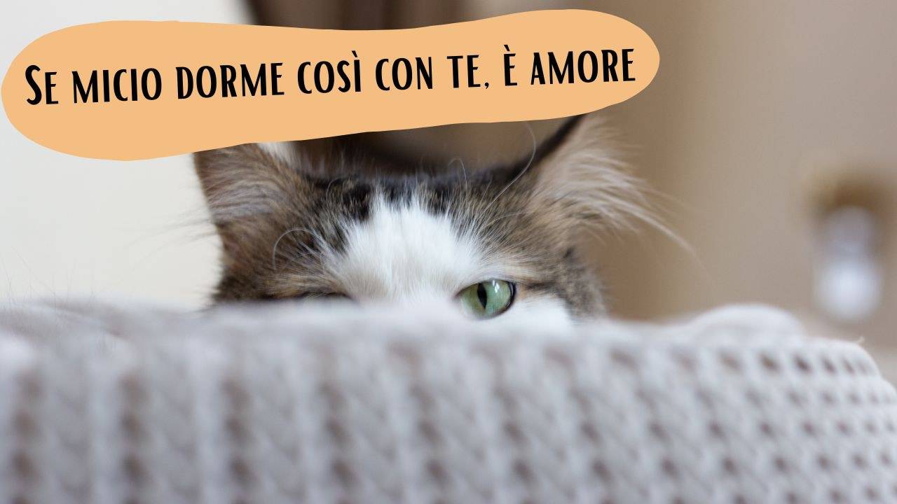 Se il tuo gatto dorme così: la posizione di micio che riposa è cosa rara