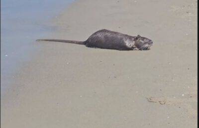 Topo gigante in spiaggia, è grande come un gatto: bagnanti sconvolti