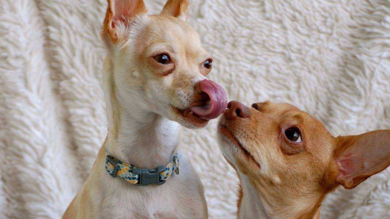 Adottare due cani contemporaneamente è una buona idea?