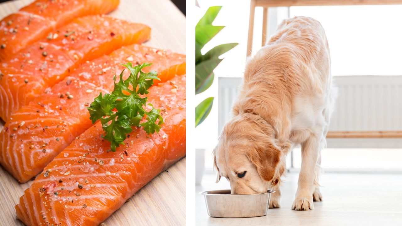 Nutriente o dannosa: se la dai al tuo cane devi sapere cosa può accadere