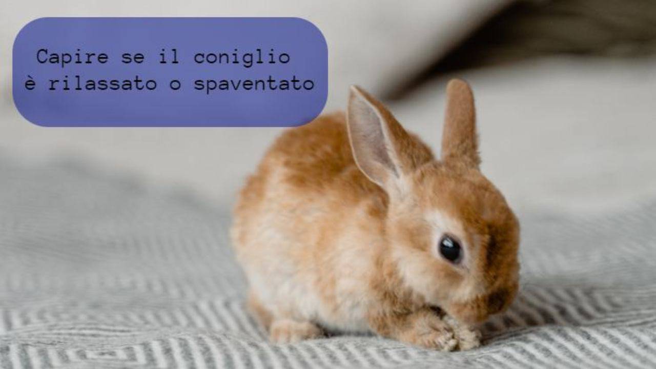 Come capire se il coniglio è spaventato o rilassato? Osserva questi segnali