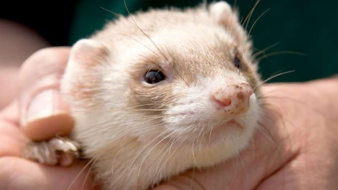 Come e dove accarezzare un furetto: tutto ciò che c'è da sapere