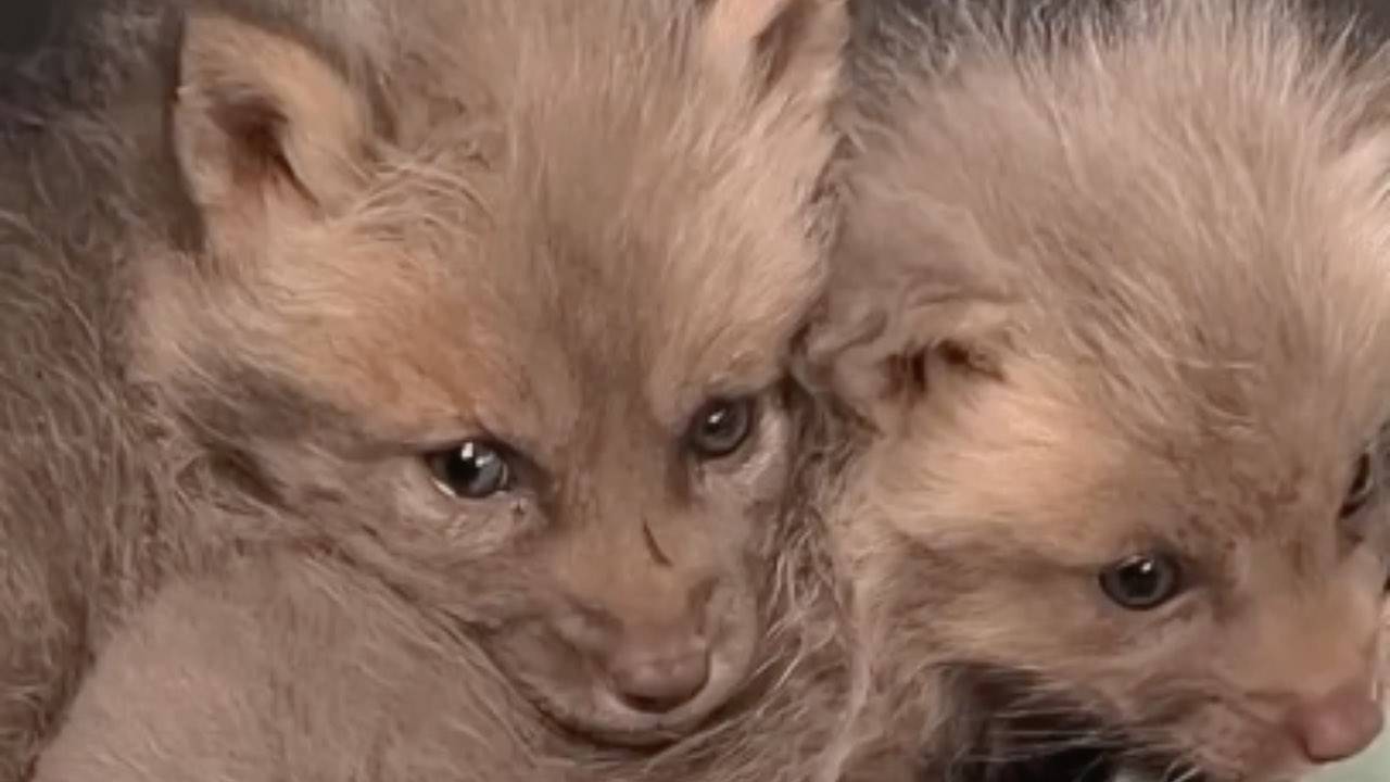 Volpe disposta a tutto per salvare il suo cucciolo, li separano senza pietà