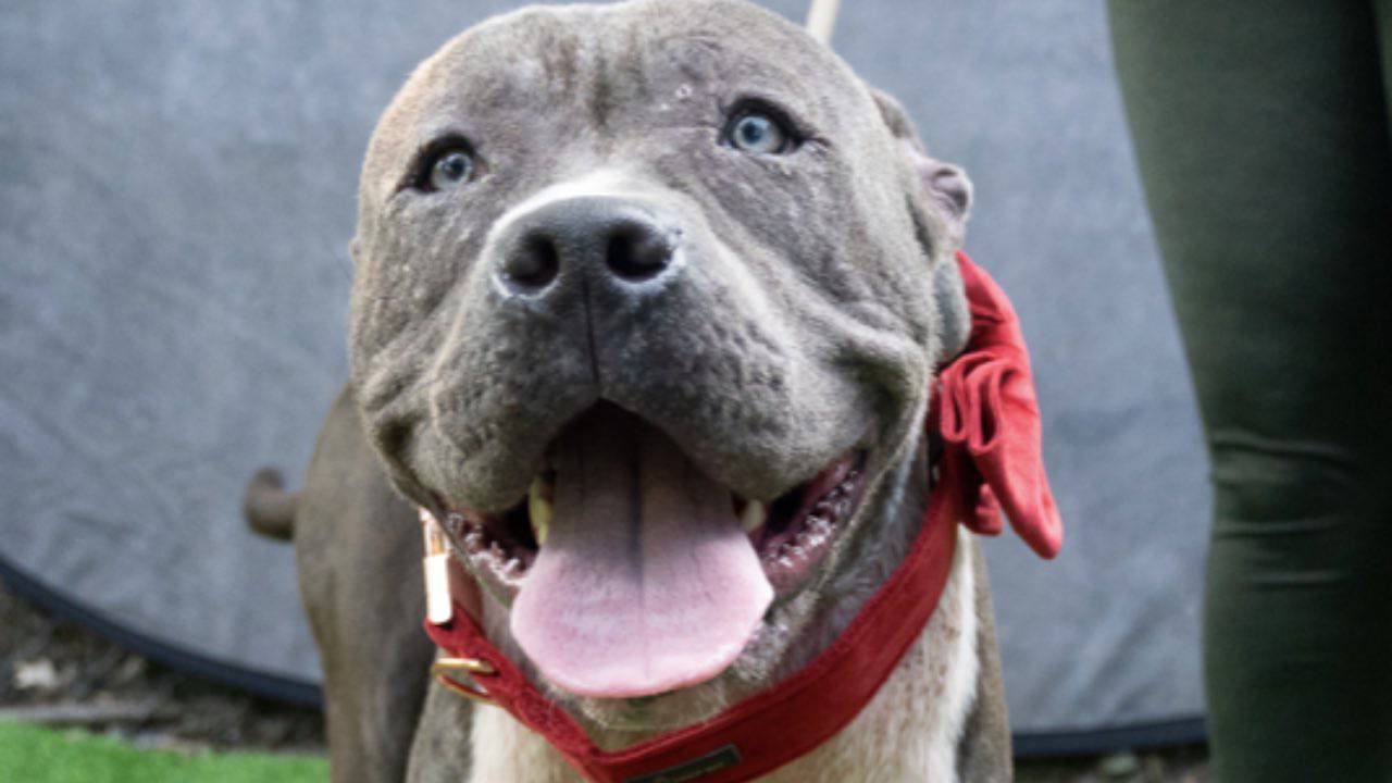 Senzatetto non riesce a mantenere il cane: ritrovano la lettera struggente