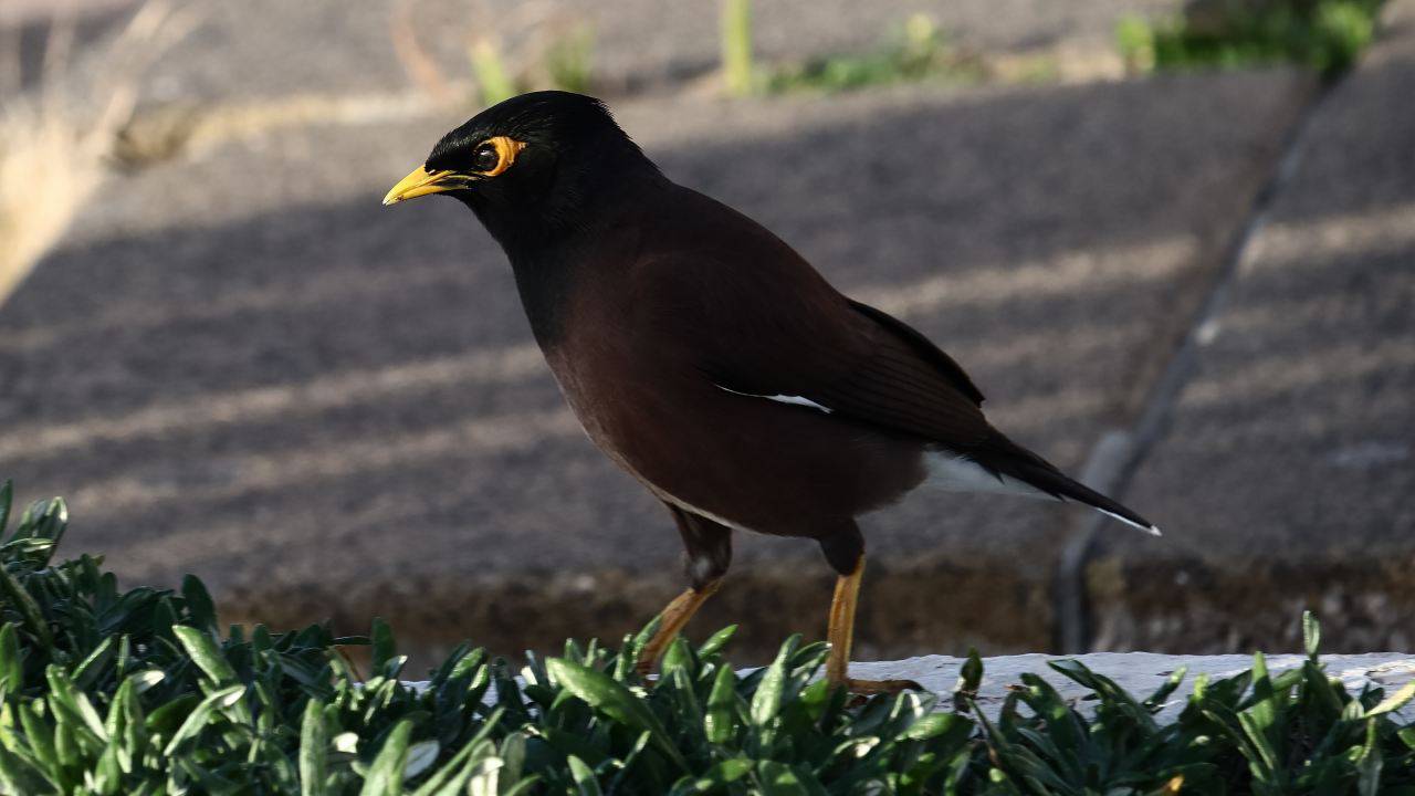 Merlo Indiano, pregi e difetti: come conoscerlo meglio