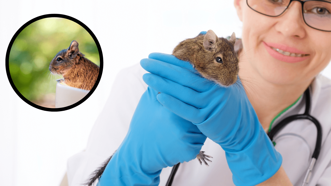Parassiti nel degu: quali sono, come eliminarli e come prevenirli