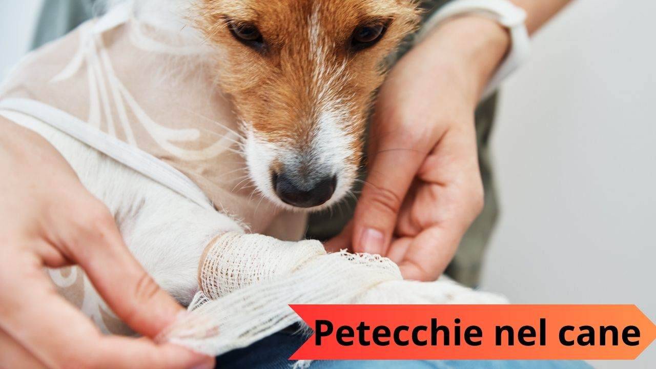Petecchie nel cane: cosa sono, quali sono le cause e i rimedi migliori