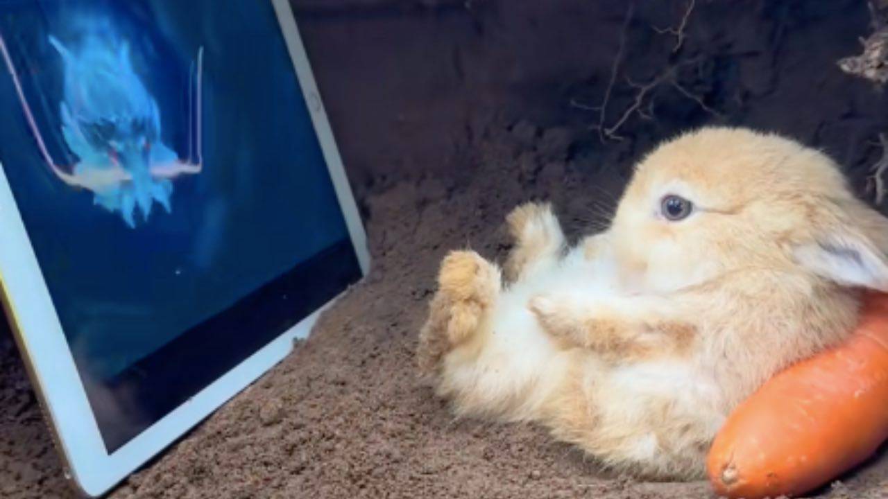Coniglietto guarda i cartoni animati come se fosse un bambino: il video ...