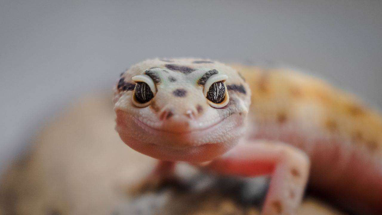 Come si riproduce il geco: tutto ciò che dobbiamo sapere sul piccolo ...