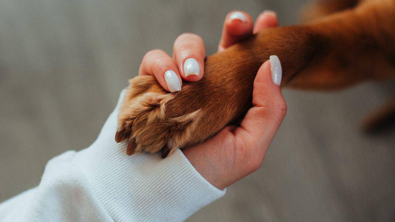 Il tuo cane ti ama davvero: qual è il particolare che dimostra il suo ...