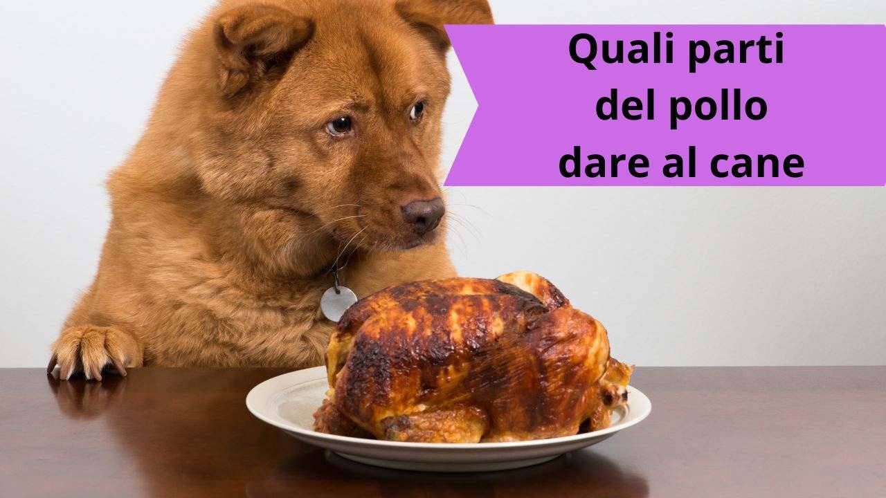 Quali parti del pollo dare al cane: le migliori e senza rischi