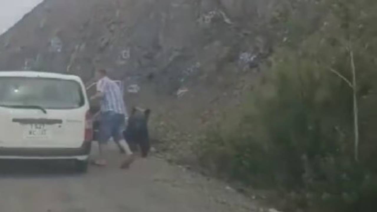 Scende dall'auto e va incontro all'enorme orso: non avrebbe dovuto farlo