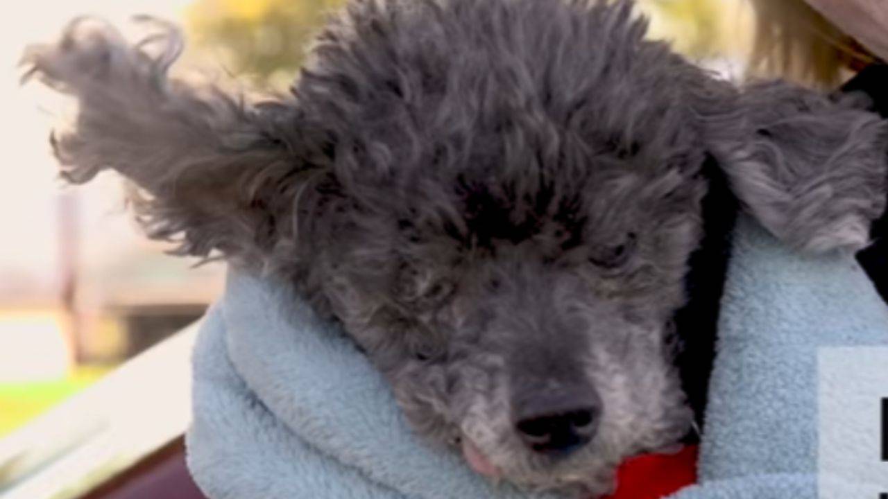 Vogliono sopprimere il cane dopo 18 anni perché stupido vicenda assurda