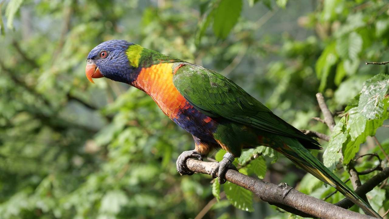 Meglio allevare un pappagallo da piccolo o da adulto? Cosa sapere