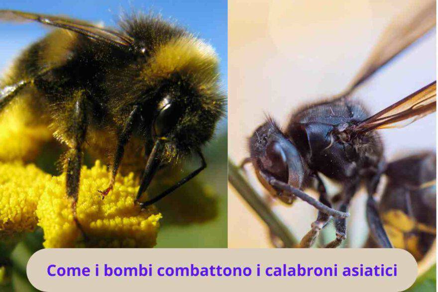 Come i bombi combattono i calabroni asiatici: la loro tecnica