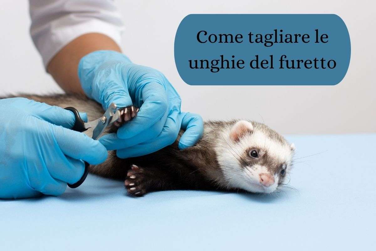 Tagliare le unghie del furetto: ecco come farlo nel modo giusto