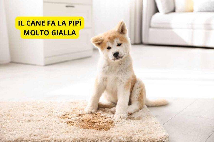 Il cane fa la pipì molto gialla: le cause e quando preoccuparsi