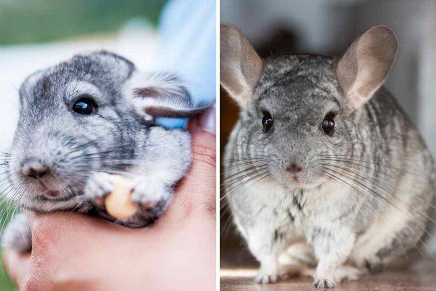 Infezione agli occhi nel cincillà: quali le cause, i segnali e la cura