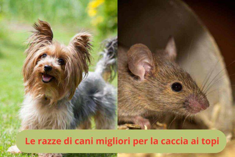 A caccia di ratti: tutte le migliori razze di cani per la caccia ai topi