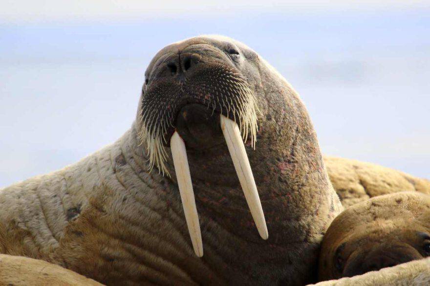 Animali con le zanne: le 5 specie che non ti aspetteresti mai
