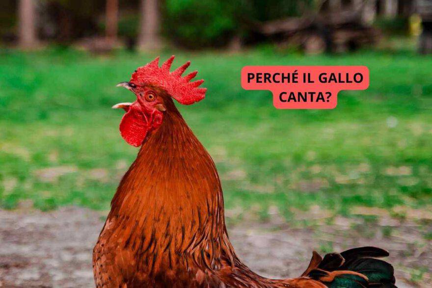 Perché il gallo canta? Tutto quello che c'è da sapere
