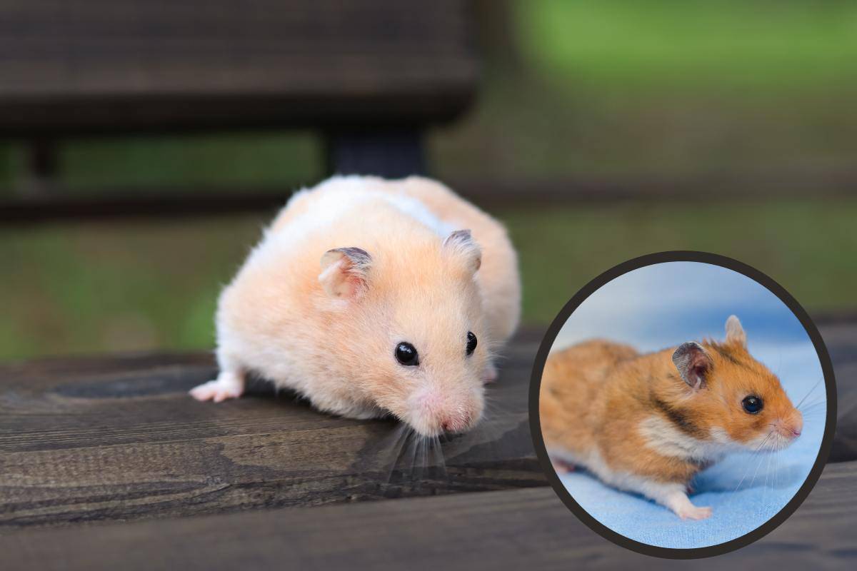 Perché il criceto barcolla: segnali allarmanti nel roditore