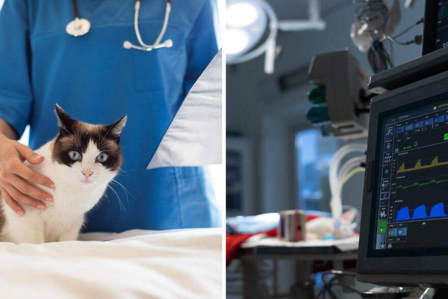 Polimiosite idiopatica felina: cause, sintomi e trattamento