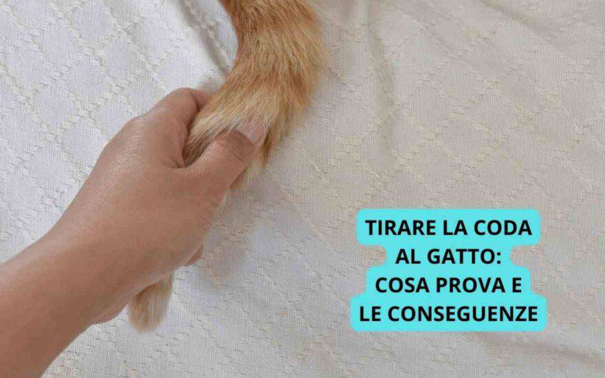 Tirare la coda al gatto: che cosa prova e quali sono le conseguenze