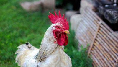 Perché il gallo canta? Tutto quello che c'è da sapere