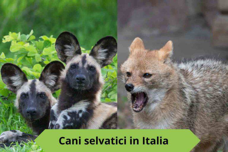 Diversi ma della stessa famiglia: chi sono i cani selvatici in Italia