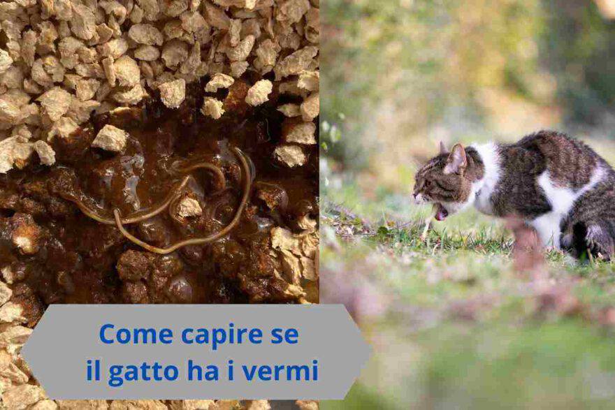 Meglio scoprirlo in tempo: come capire se il gatto ha i vermi