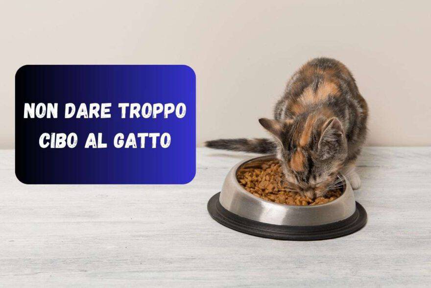 Dare troppo cibo al gatto: secondo gli esperti devi fare attenzione
