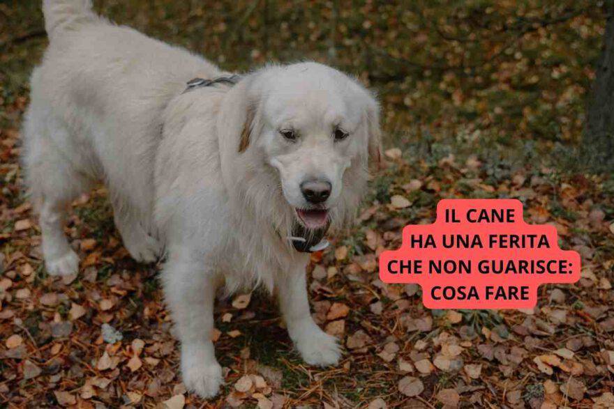 Il cane ha una ferita che non guarisce: perché e cosa fare