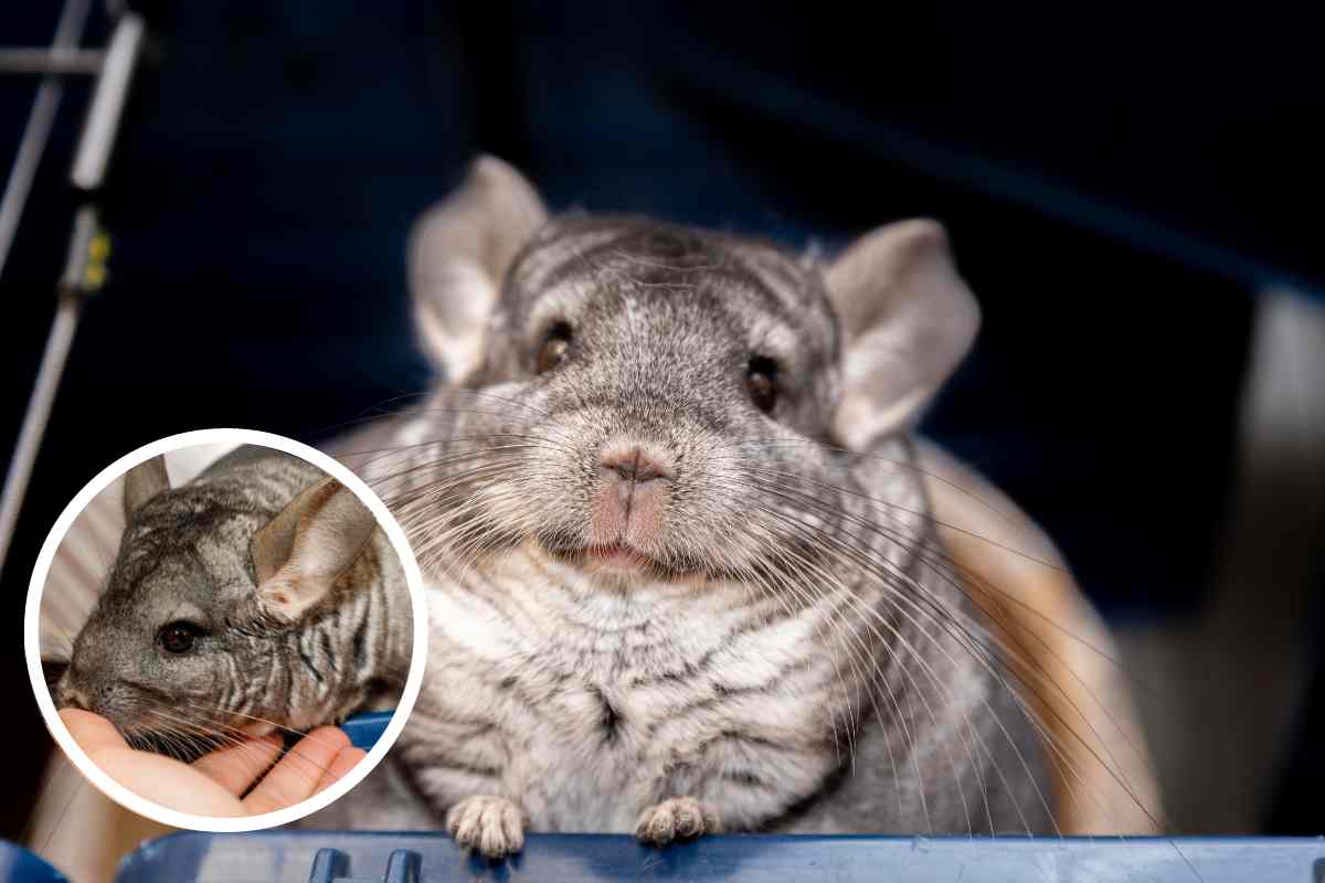 Perché il cincillà piange di notte: spiegazioni e rimedi