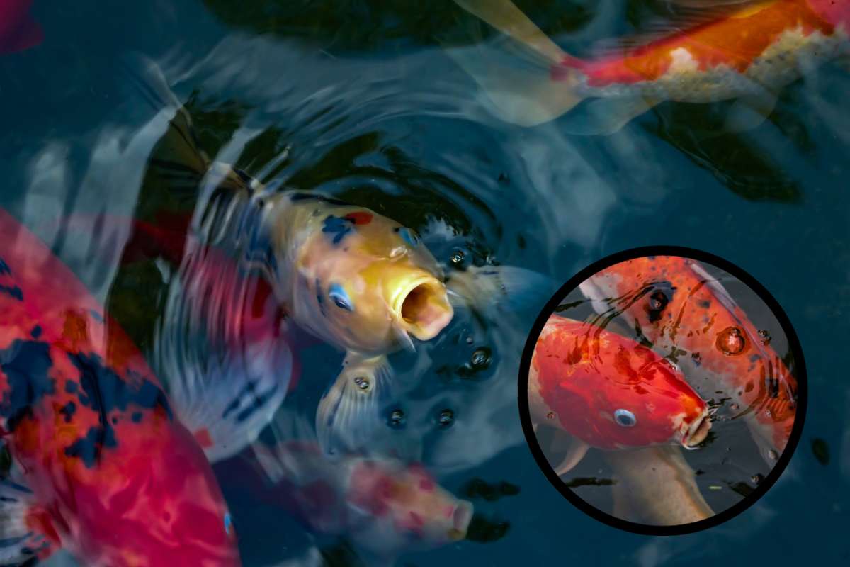 Perché il pesce boccheggia in superficie? Come capire se sta male